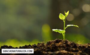 ¿Qué necesitan las plantas? 7 Elementos para vivir y crecer