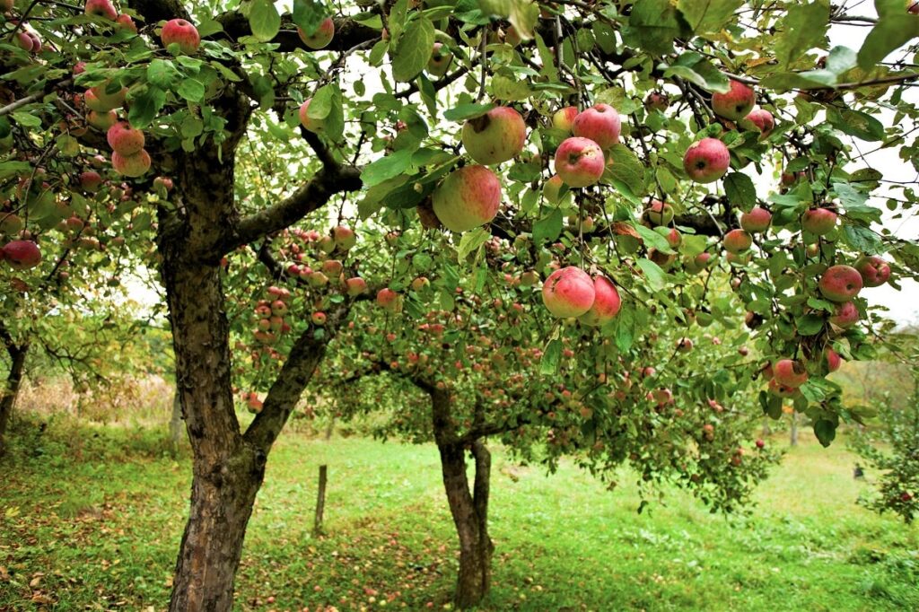 ¿Qué necesitan las plantas? 7 Elementos para vivir y crecer
