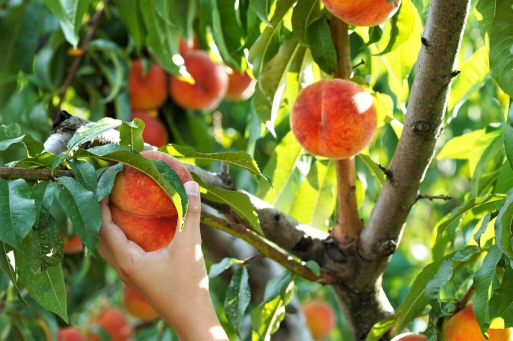 ¿Qué necesitan las plantas? 7 Elementos para vivir y crecer