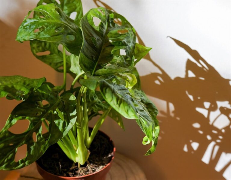 ¿Qué necesitan las plantas? 7 Elementos para vivir y crecer