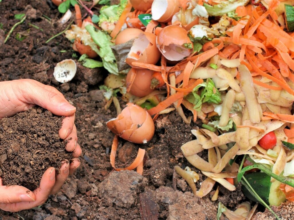 ¿Qué necesitan las plantas? 7 Elementos para vivir y crecer