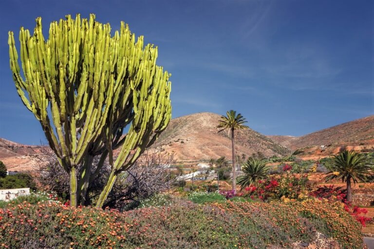 ¿Qué necesitan las plantas? 7 Elementos para vivir y crecer