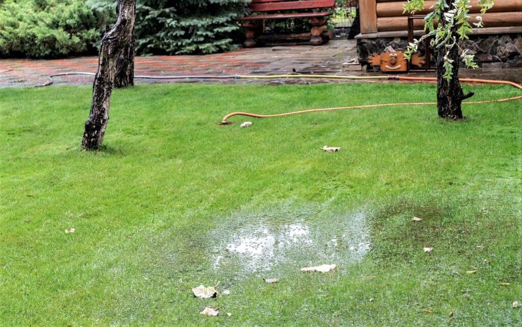 Riego del CÉSPED: ¿Cuándo, Cuánto y Cómo? Guía útil