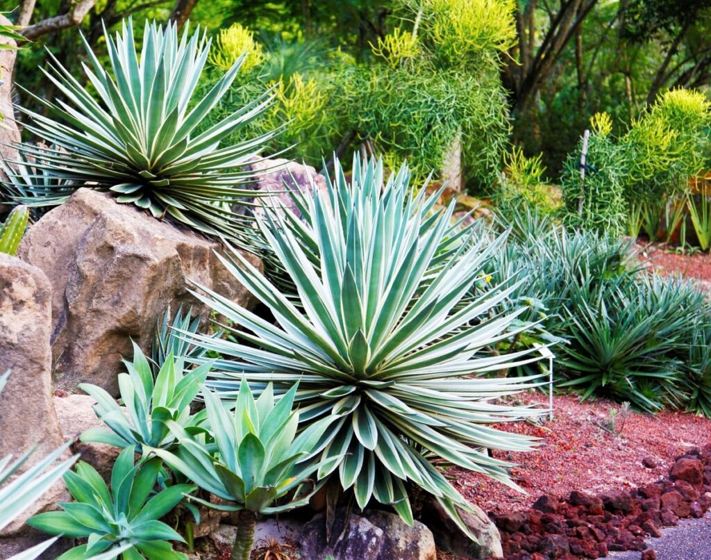 ROCALLA - ¿Cómo construir un precioso jardín de rocas?
