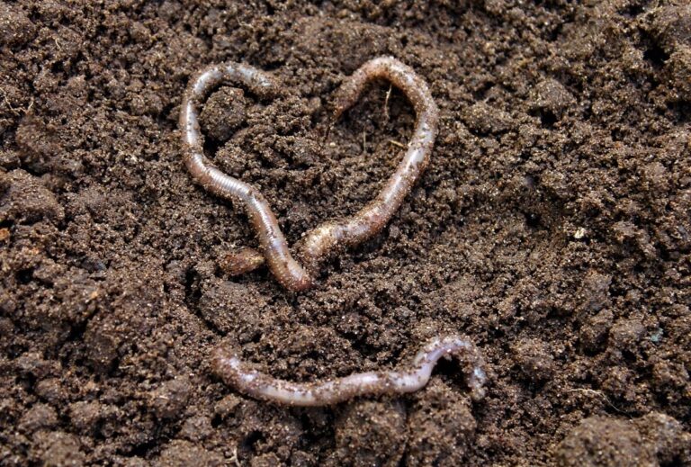 Tierra negra: Qué es, Para qué sirve, Beneficios y Precio
