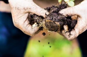 Tierra negra: Qué es, Para qué sirve, Beneficios y Precio