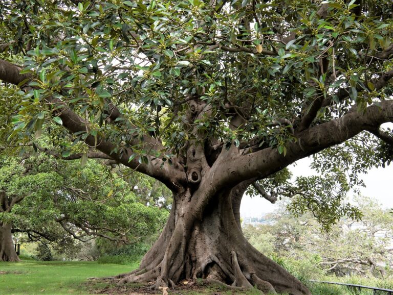 37 TIPOS de FICUS: Fotos y cuidados (para interior o exterior)