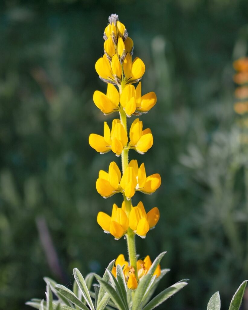 Planta de los ALTRAMUCES: Características, Usos y Cultivo