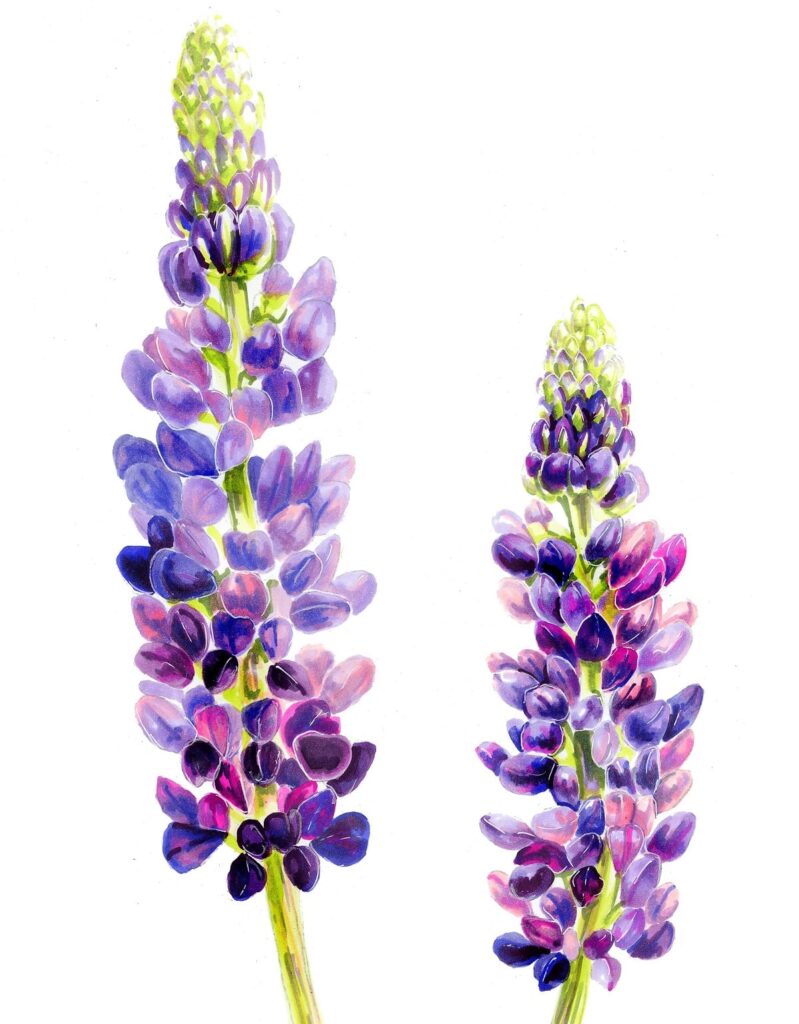 Planta de los ALTRAMUCES: Características, Usos y Cultivo