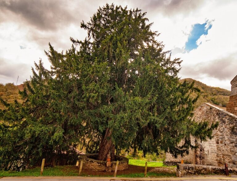 18 Árboles de ASTURIAS - Fotos, nombres y características