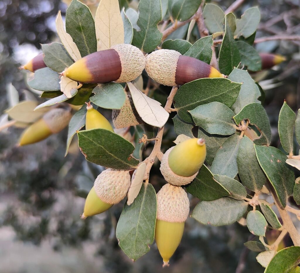 18 Árboles de ASTURIAS - Fotos, nombres y características