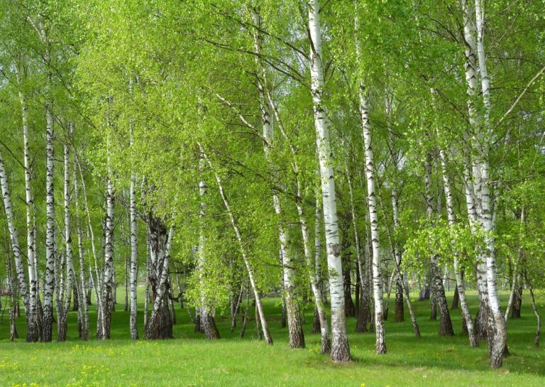 21 Árboles de GALICIA muy característicos (Lista con fotos)