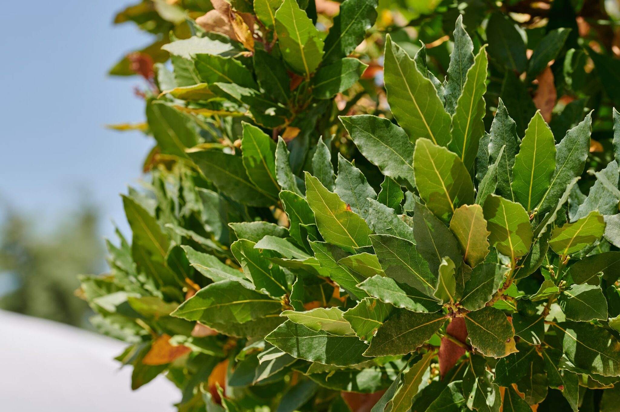 21 Árboles de GALICIA muy característicos (Lista con fotos)