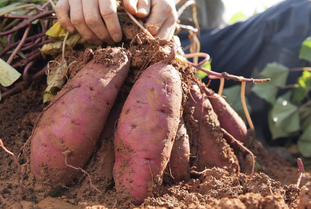 ¿Hay alguna diferencia entre Boniato y Batata? La respuesta