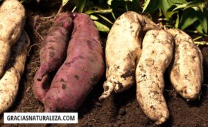 ¿Hay alguna diferencia entre Boniato y Batata? La respuesta