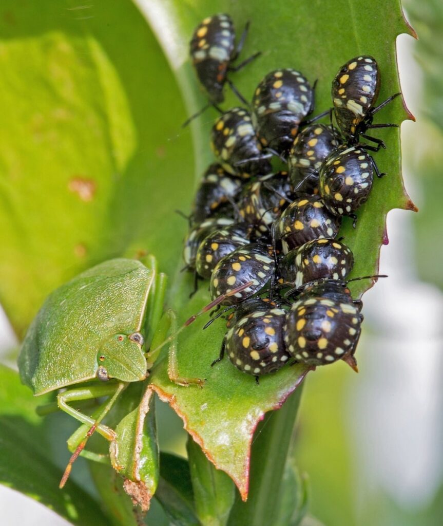 Chinche verde, identificación y cómo eliminarla correctamente