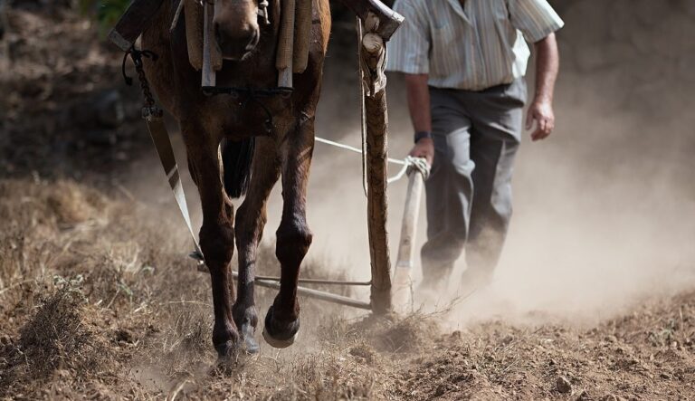 CÓMO ARAR: Guía definitiva manual, con máquinas o animal