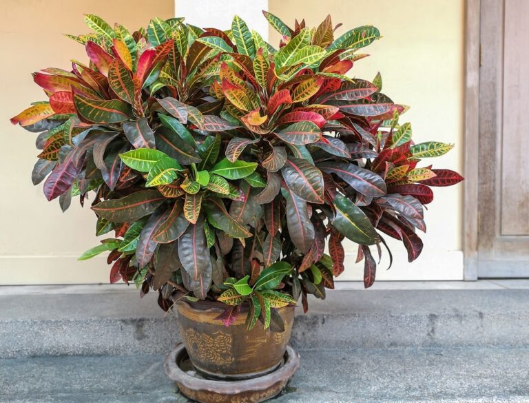 CROTÓN - Cuidados de la Planta Tricolor por excelencia