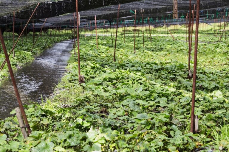 Wasabi planta: Cultivo paso a paso y Propiedades relevantes
