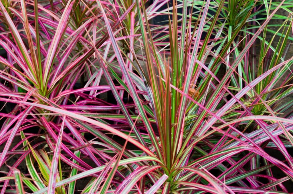 Dracaena marginata - Cuidados, Ubicación y Enfermedades