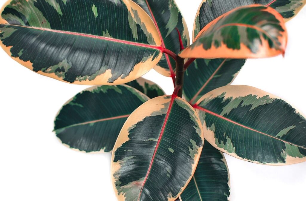 Ficus ELASTICA - Guía de cuidados para evitar problemas