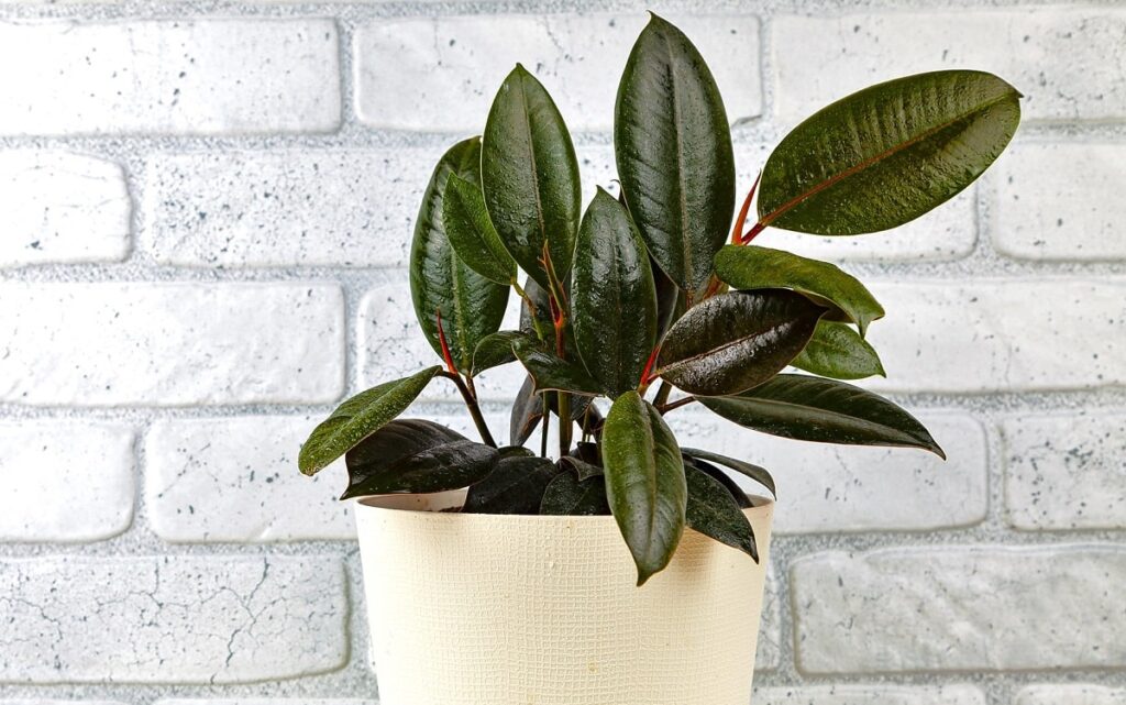 Ficus ELASTICA - Guía de cuidados para evitar problemas