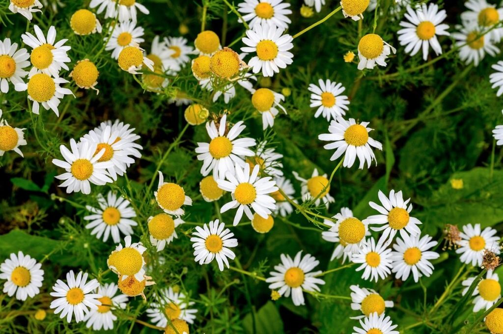 29 Flores SILVESTRES: Nombres, fotos y características