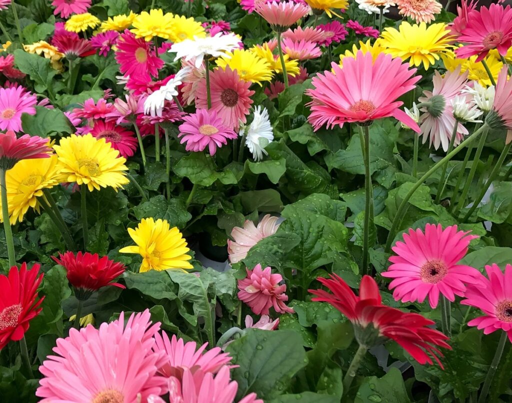 29 Flores SILVESTRES: Nombres, fotos y características