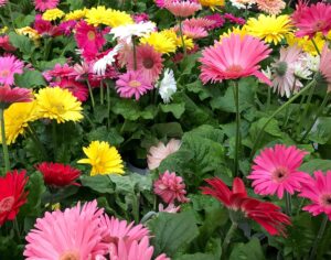 29 Flores SILVESTRES: Nombres, fotos y características