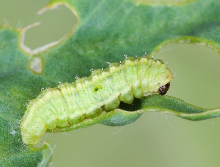 Gusano VERDE en las plantas: Qué es y Tratamiento