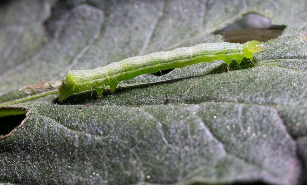 Gusano VERDE en las plantas: Qué es y Tratamiento