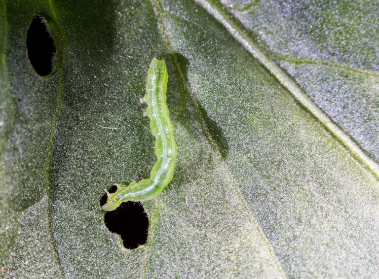 Gusano VERDE en las plantas: Qué es y Tratamiento