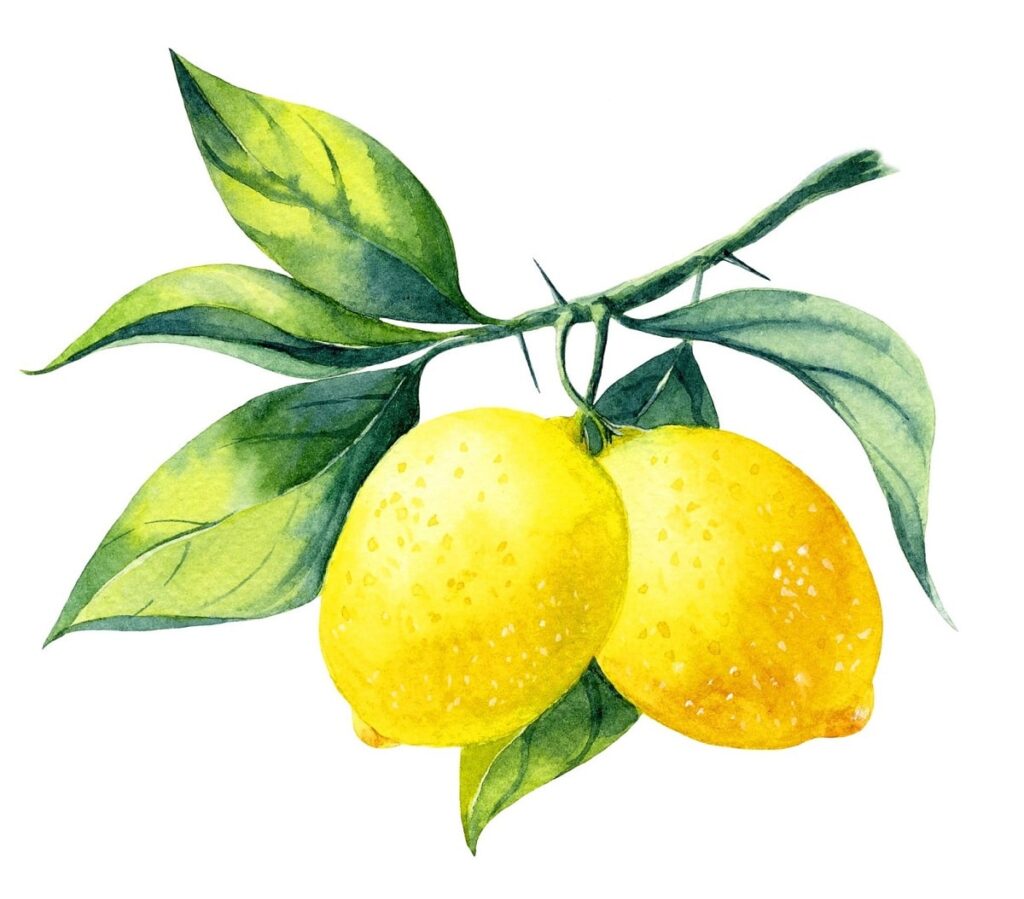 Limón FINO: Características y precio de esta variedad cítrica