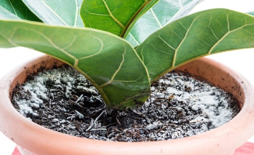 Guía Completa: Cómo Prevenir Y Tratar El Moho En Las Plantas – OKZAA