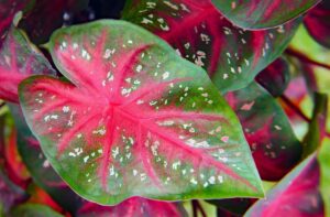 21 Plantas ROSAS con mucho estilo: Nombres y cuidados