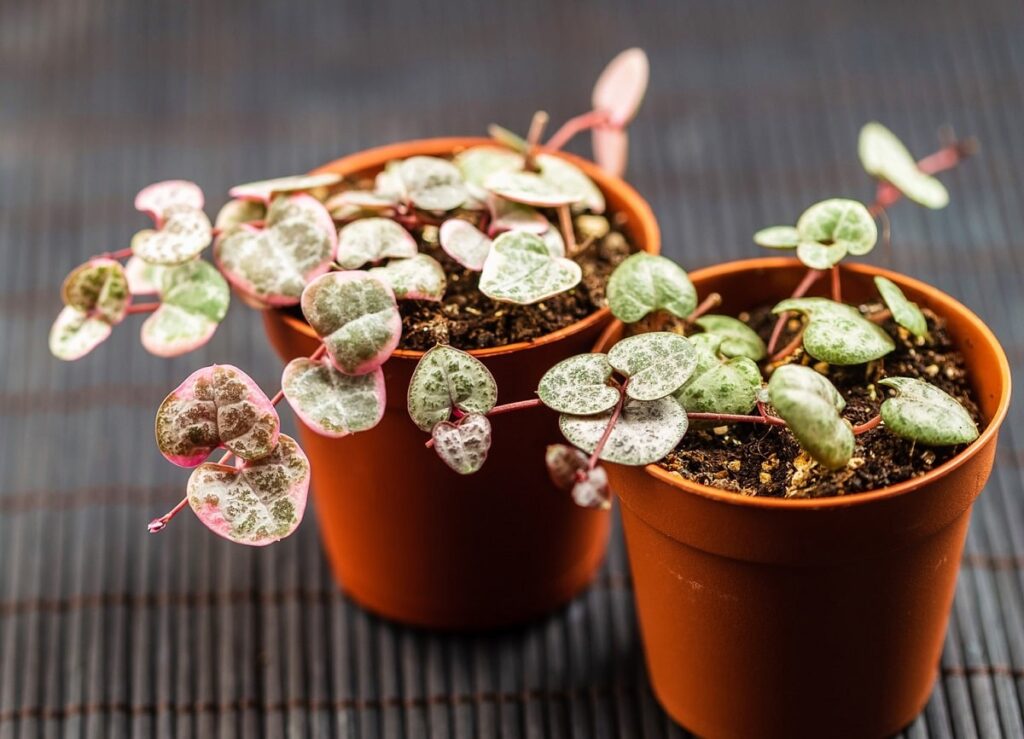 21 Plantas ROSAS con mucho estilo: Nombres y cuidados