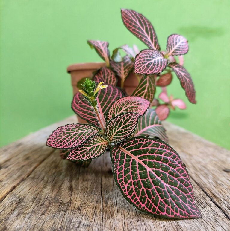 21 Plantas ROSAS con mucho estilo: Nombres y cuidados