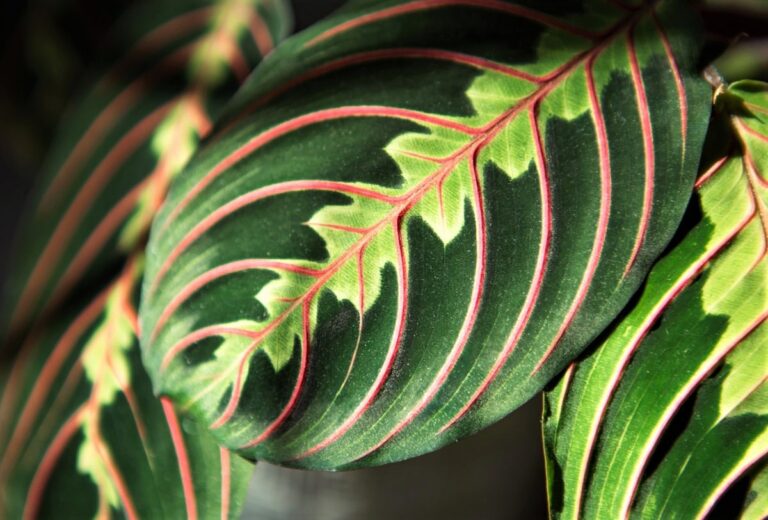 21 Plantas ROSAS con mucho estilo: Nombres y cuidados