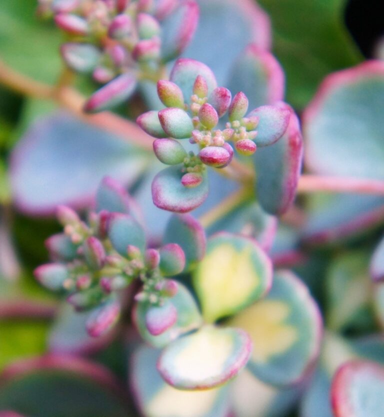 21 Plantas ROSAS con mucho estilo: Nombres y cuidados