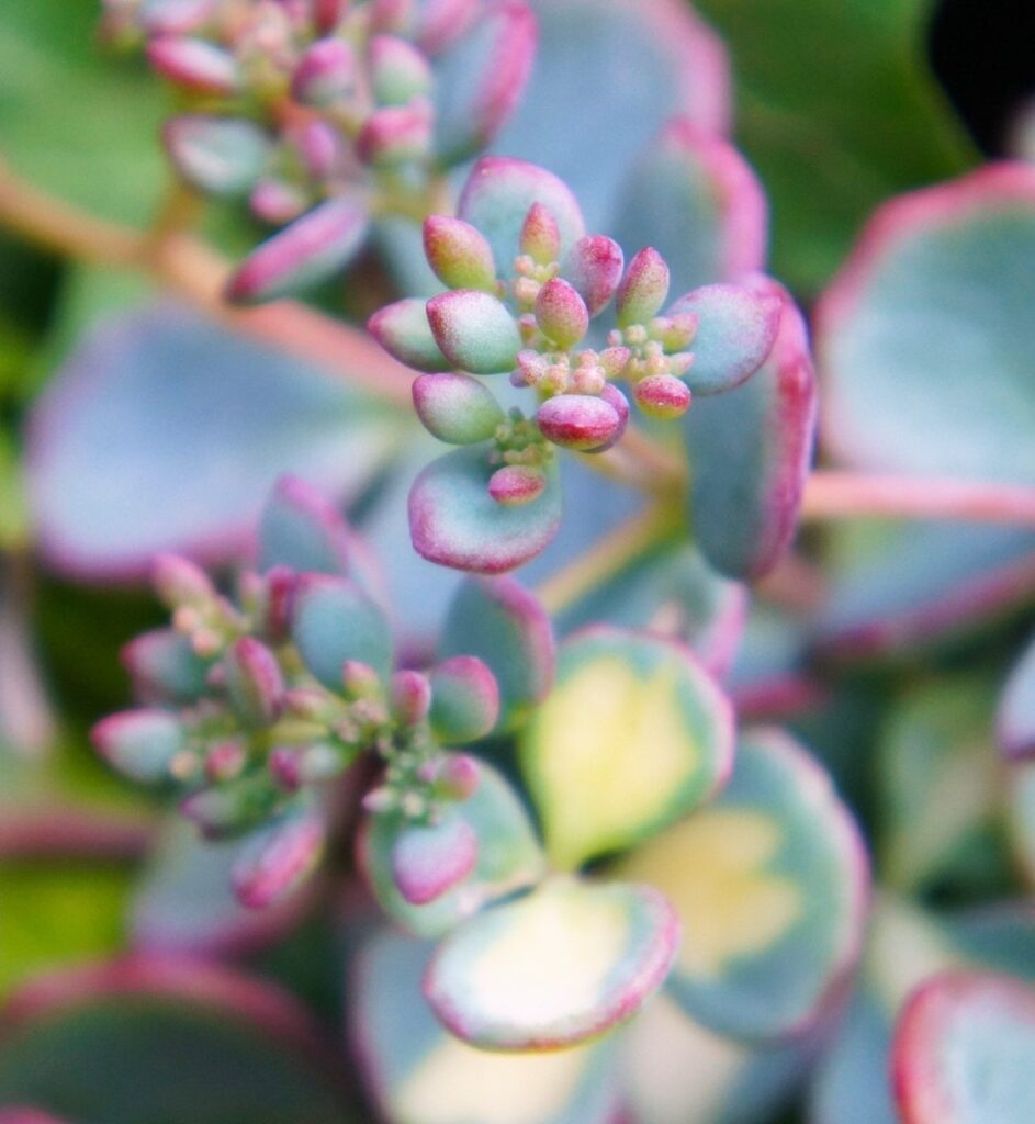 21 Plantas ROSAS con mucho estilo: Nombres y cuidados