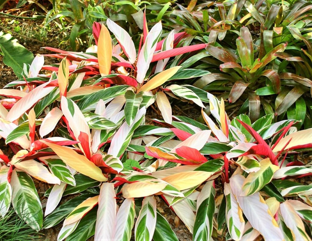 21 Plantas ROSAS con mucho estilo: Nombres y cuidados