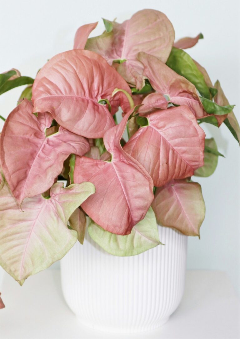 21 Plantas ROSAS con mucho estilo: Nombres y cuidados