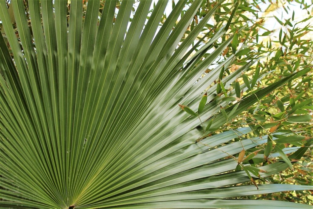 Poda de PALMERAS - Cómo, Cuándo y Herramientas (GUÍA)