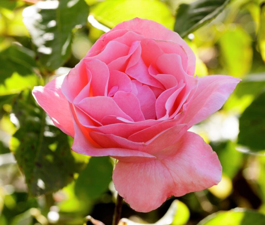 Cómo y cuándo PODAR tus ROSALES (según la variedad)