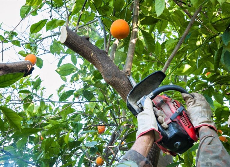 Poda del NARANJO: Cómo y Cuándo (según la variedad)