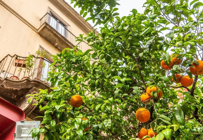 Poda del NARANJO: Cómo y Cuándo (según la variedad)