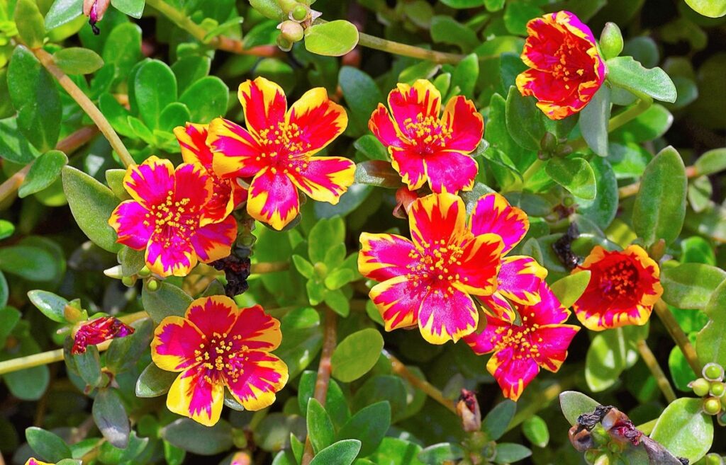 PORTULACA - Una rastrera muy alegre (Guía de cuidados)