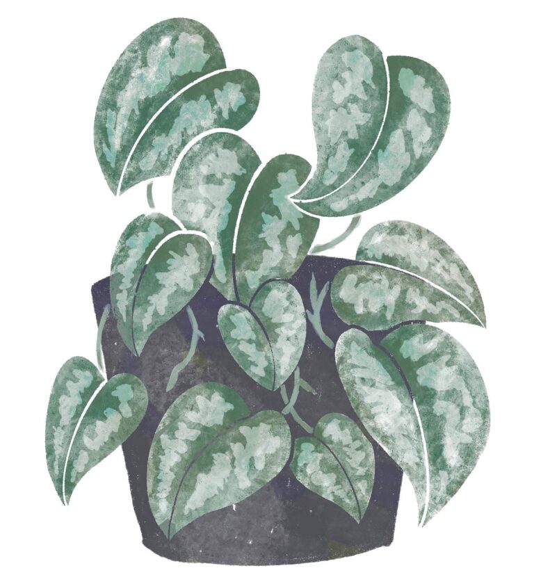 Cuidados del POTO o potus, una planta resistente y con estilo