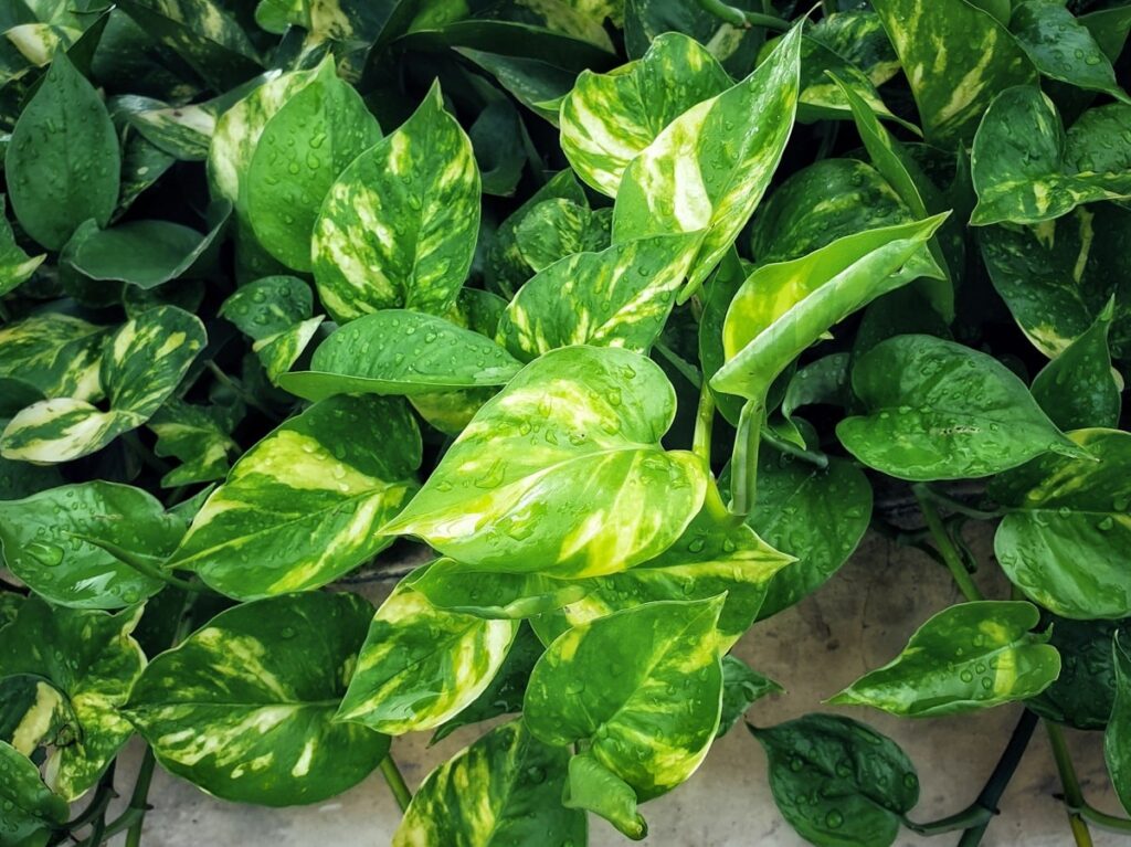 Cuidados del POTO o potus, una planta resistente y con estilo