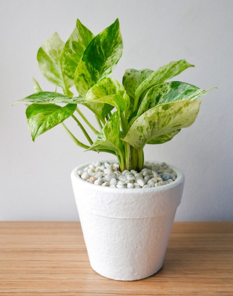 Cuidados del POTO o potus, una planta resistente y con estilo